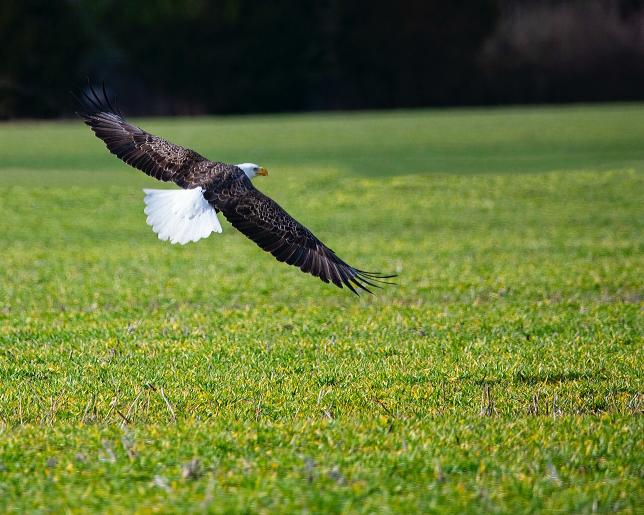 Environmental Services - BOW Renewables